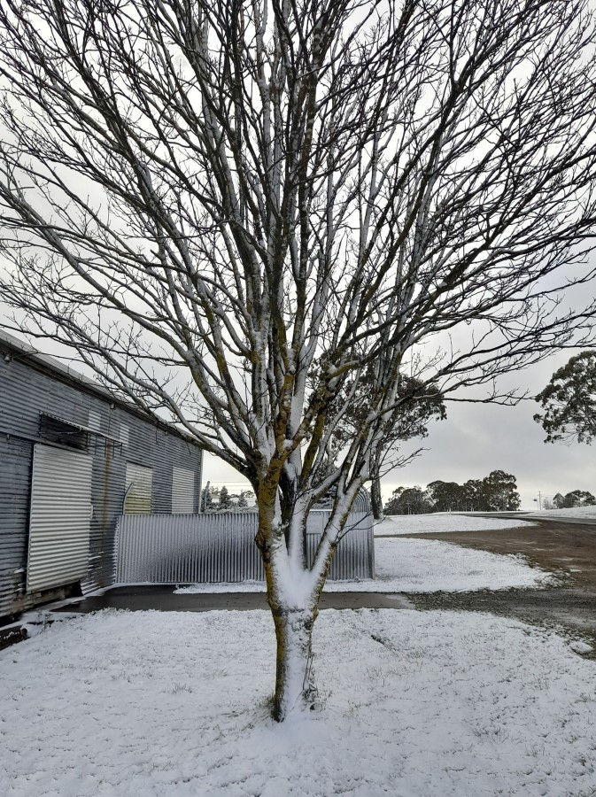 Late winter brings first snow - Guyra Gazette